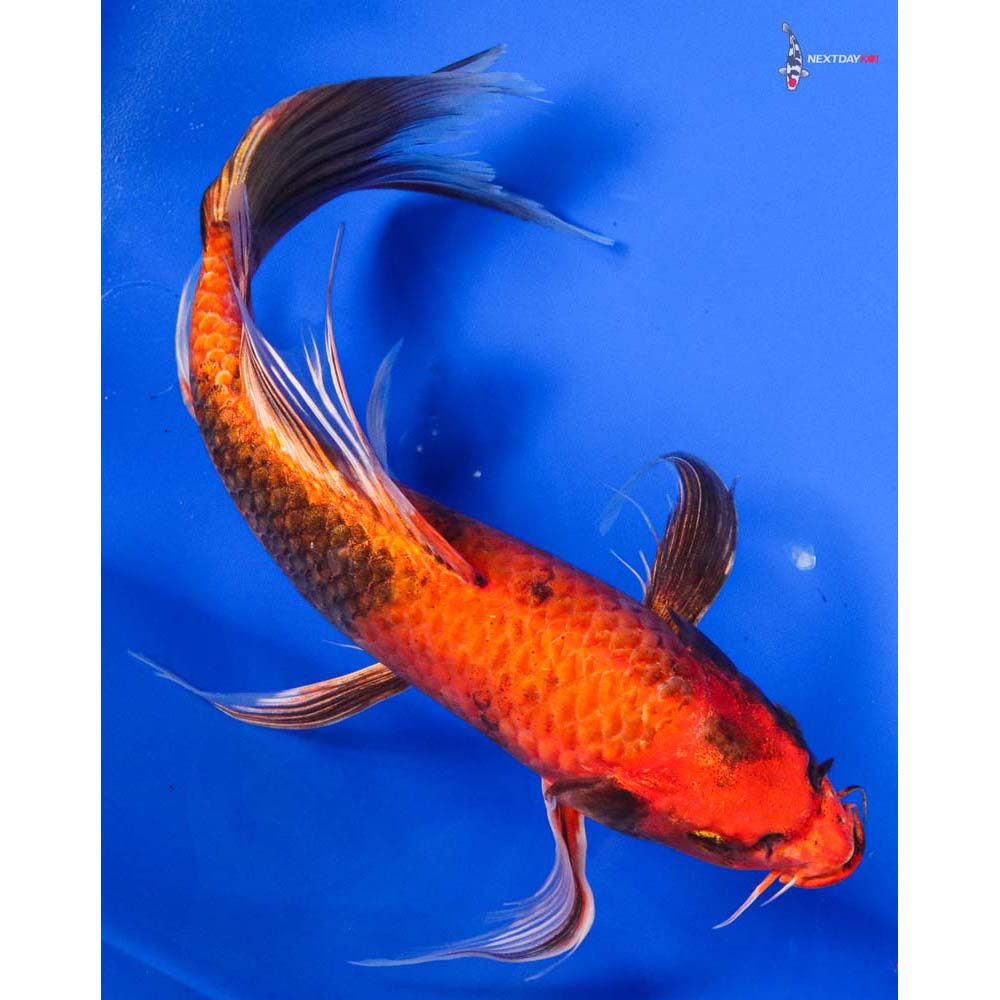Utsurimono | Koi Fish For Sale | Next Day Koi