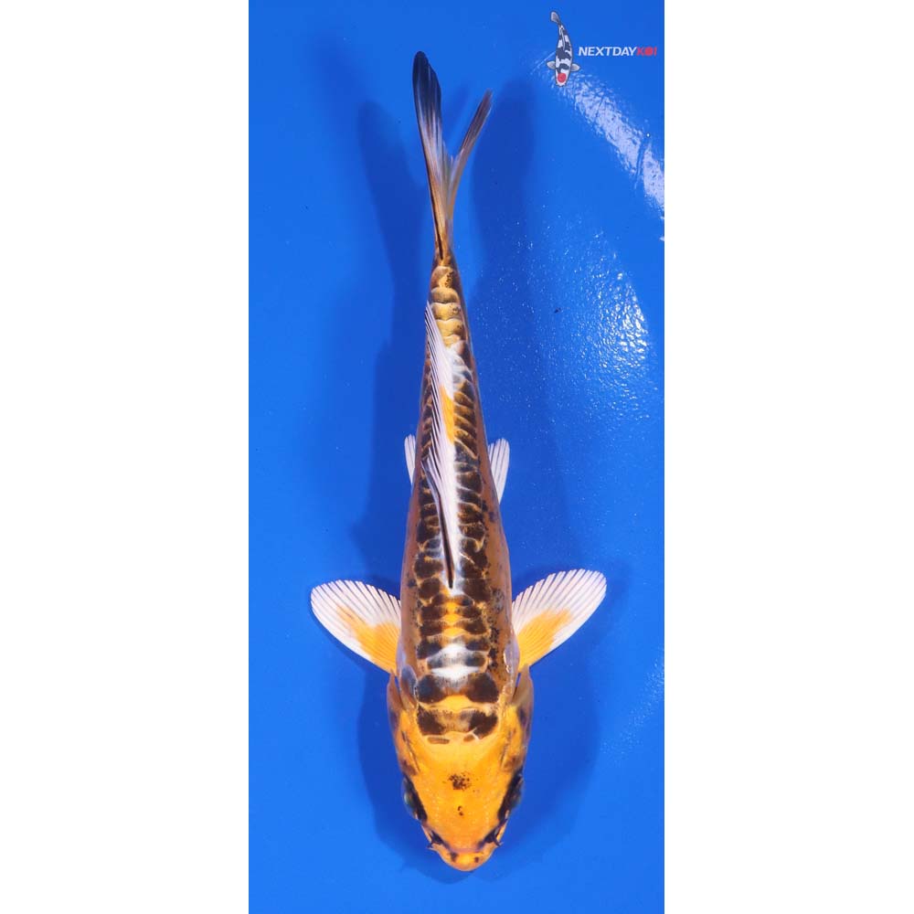 5” Doitsu Kujaku | Koi Fish For Sale