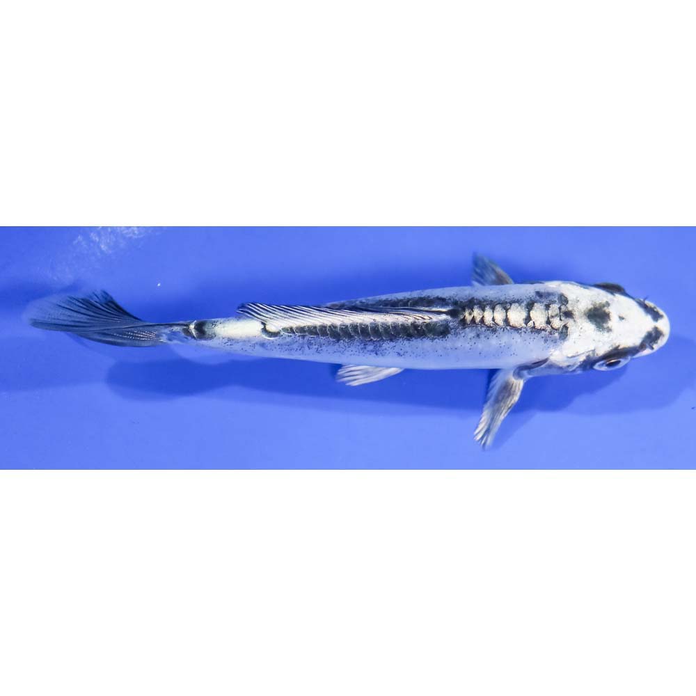 4.5” Imported Doitsu Blue Gin Matsuba | Koi Fish For Sale