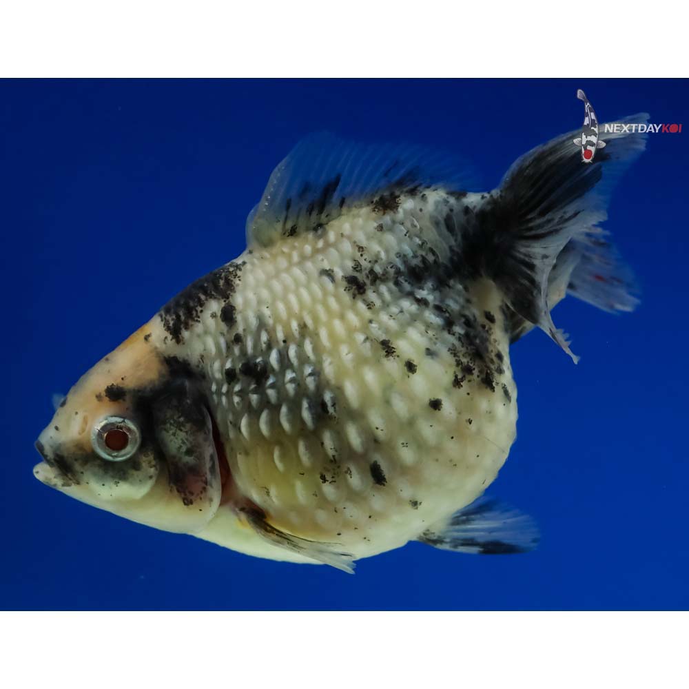 3” Imported Calico Pearlscale | Koi Fish For Sale