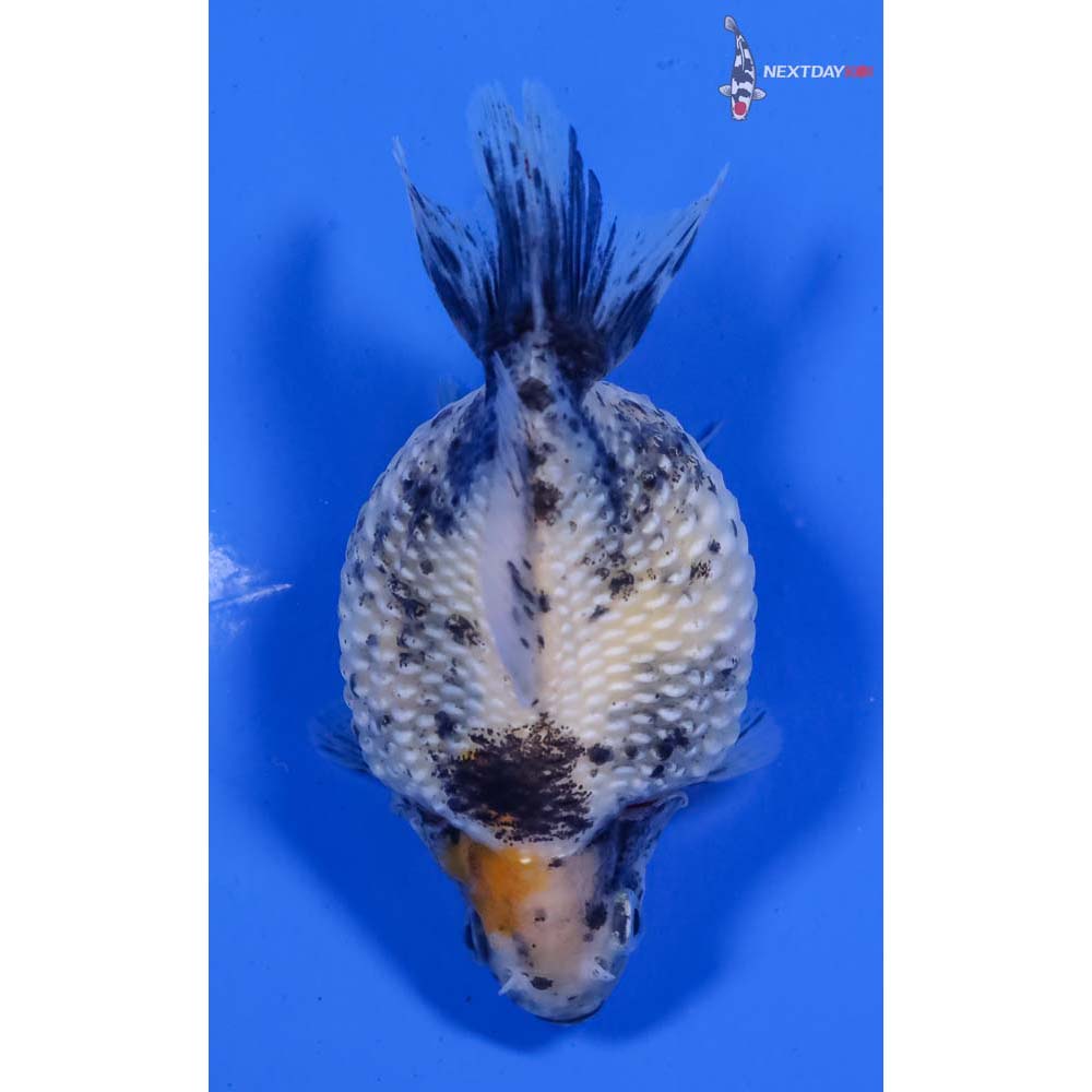 3” Imported Calico Pearlscale | Koi Fish For Sale