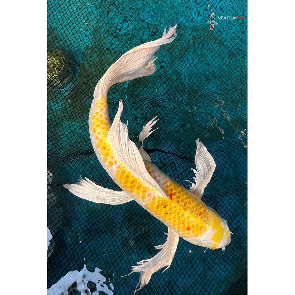 21” Lemon Hariwake Butterfly Koi | Koi Fish For Sale