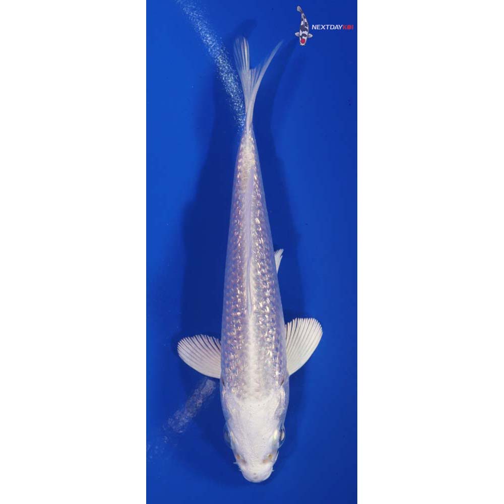 4” Imported Gin Rin Platinum Ogon | Koi Fish For Sale