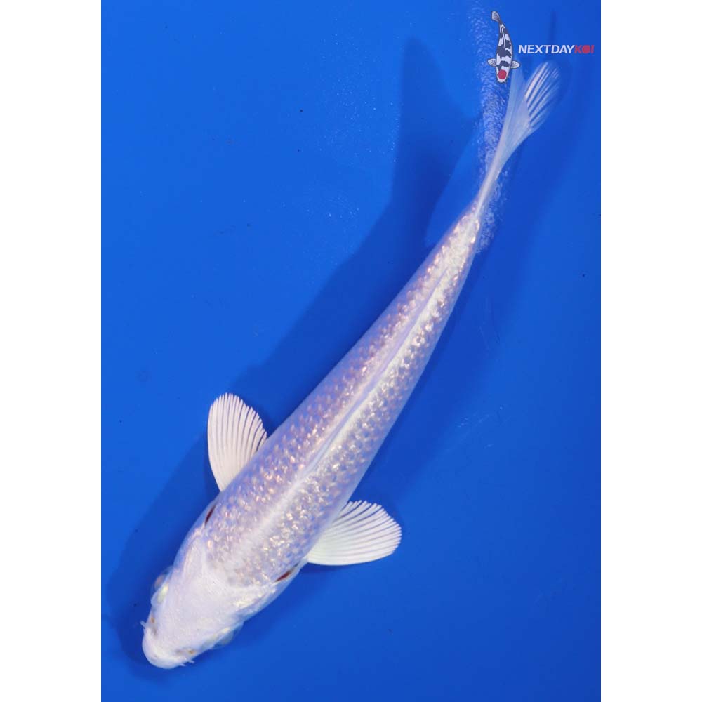 4” Imported Gin Rin Platinum Ogon | Koi Fish For Sale
