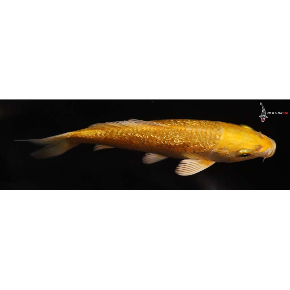 4.5” Imported Gin Rin Yamabuki Ogon | Koi Fish For Sale