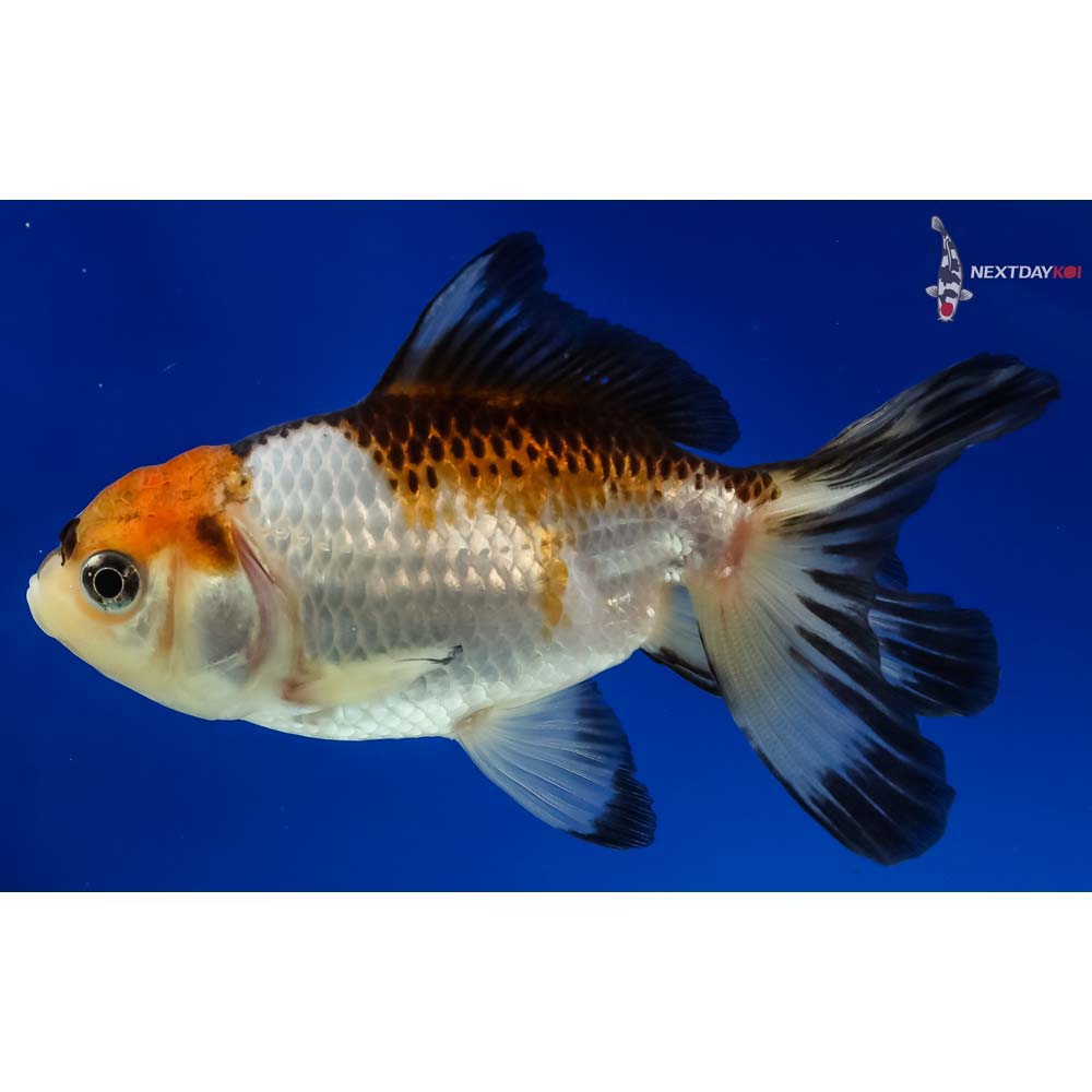 4” Imported Tri Color Panda Oranda | Koi Fish For Sale