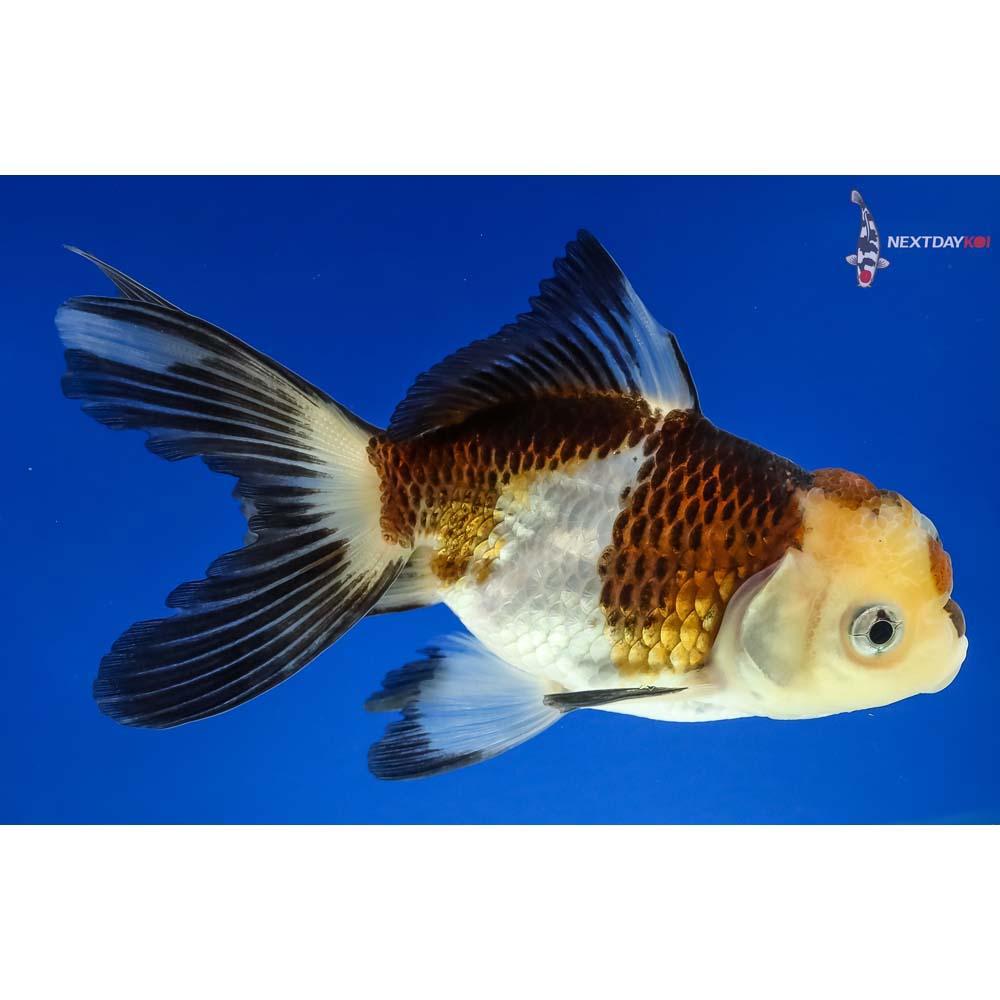 4” Imported Tri Color Panda Oranda | Koi Fish For Sale