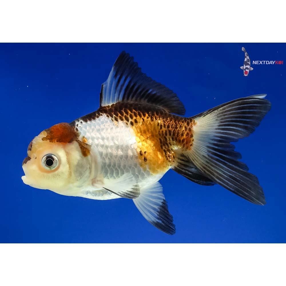 4” Imported Tri Color Panda Oranda | Koi Fish For Sale