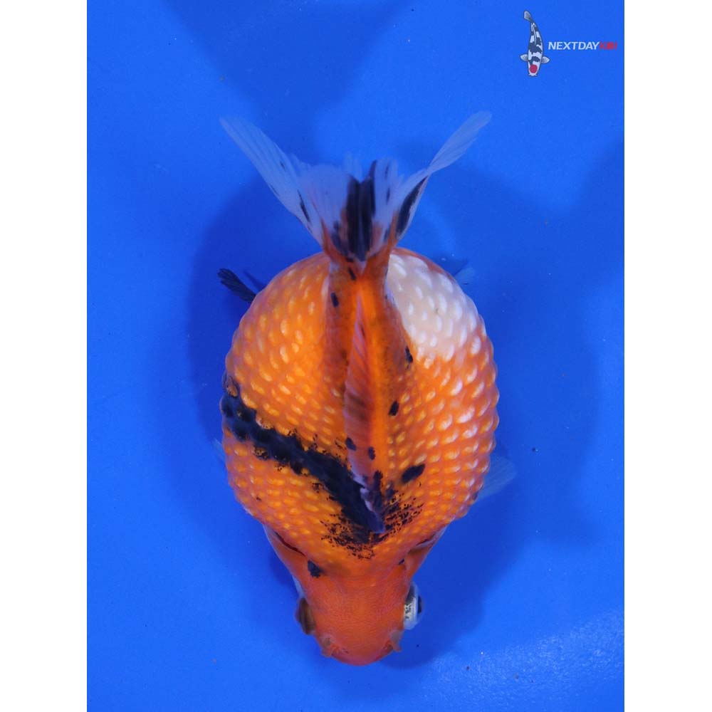 4” Imported Calico Pearlscale | Koi Fish For Sale