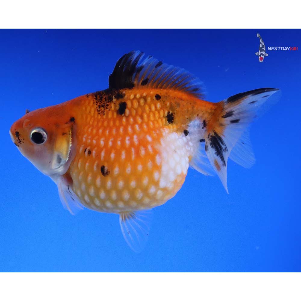 4” Imported Calico Pearlscale | Koi Fish For Sale
