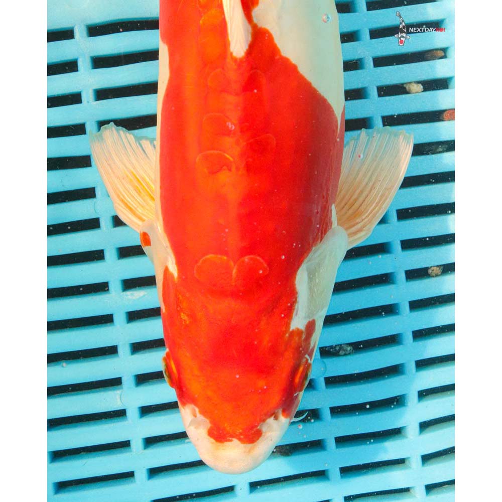 15” Imported Kikusui | Koi Fish For Sale