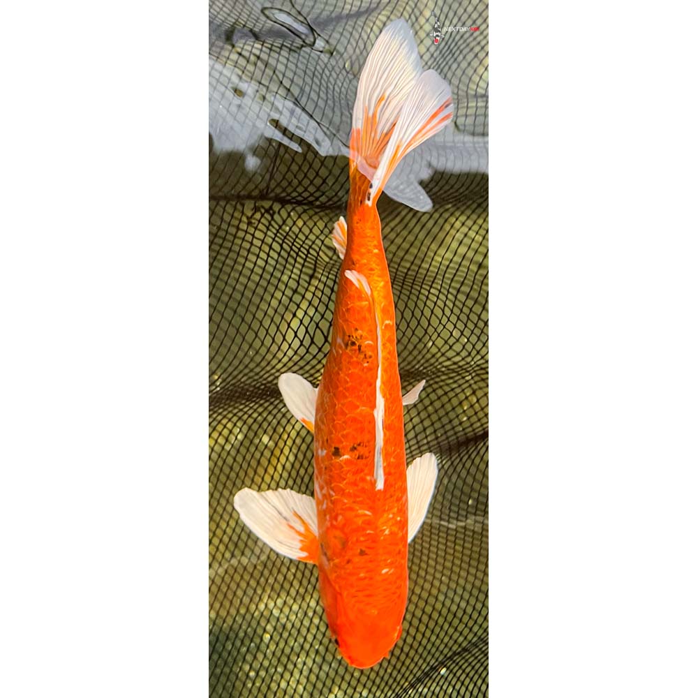 16” Yamato Nishiki | Koi Fish For Sale
