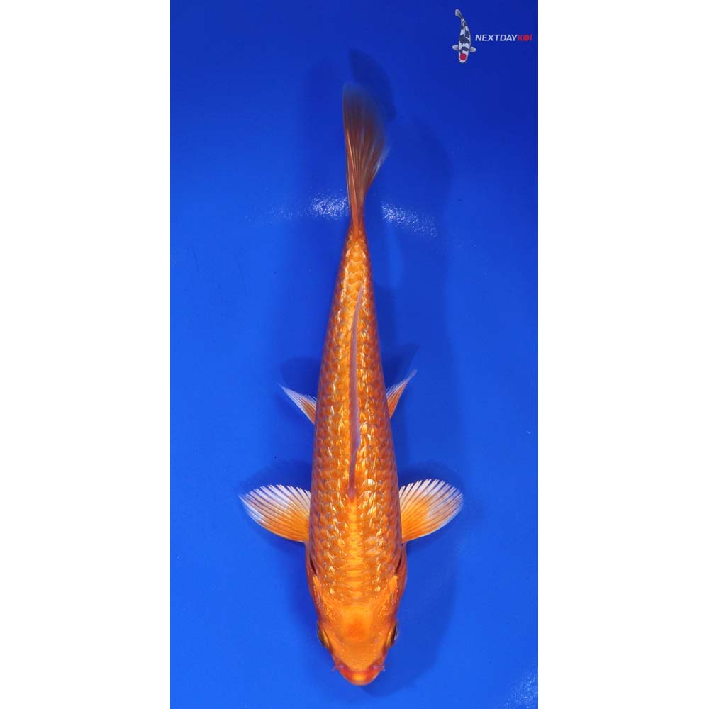 6” Imported Gin Rin Orenji Ogon Koi | Koi Fish For Sale