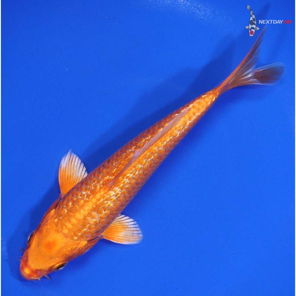 6” Imported Gin Rin Orenji Ogon Koi | Koi Fish For Sale
