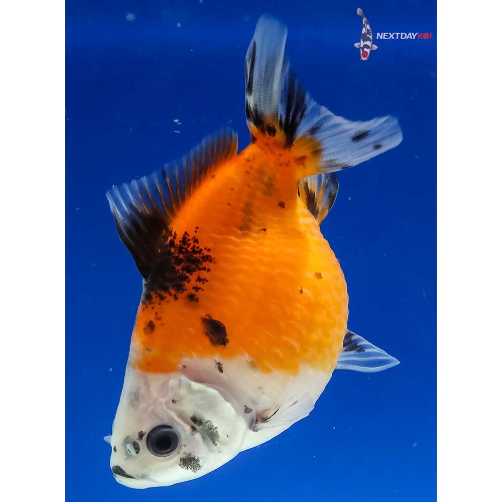 2.5” Imported Calico Pearlscale | Koi Fish For Sale