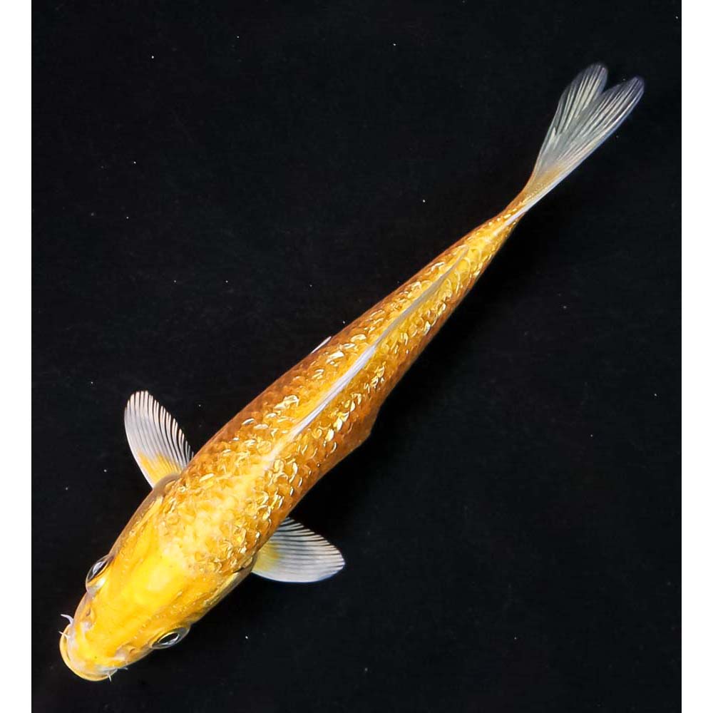 4.5” Imported Gin Rin Yamabuki Ogon | Koi Fish For Sale