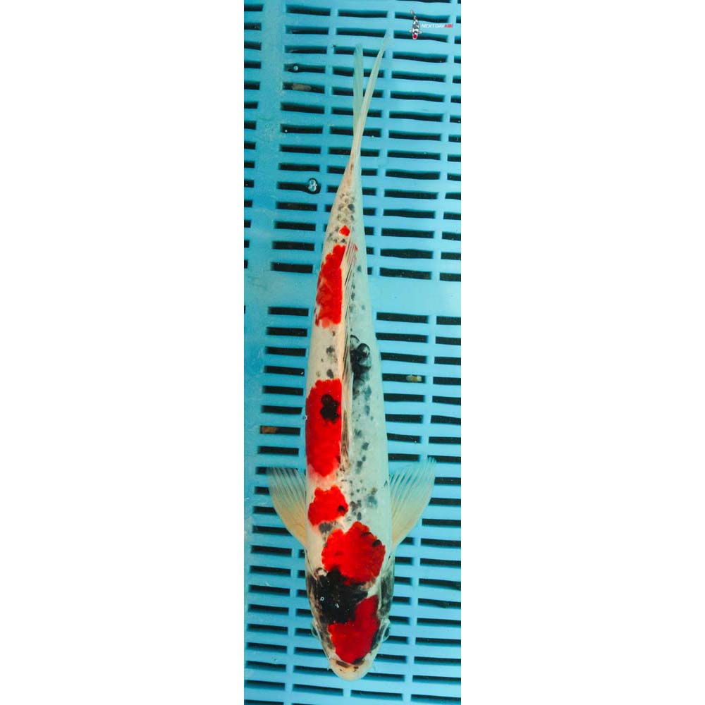 14” Imported Goshiki | Koi Fish For Sale