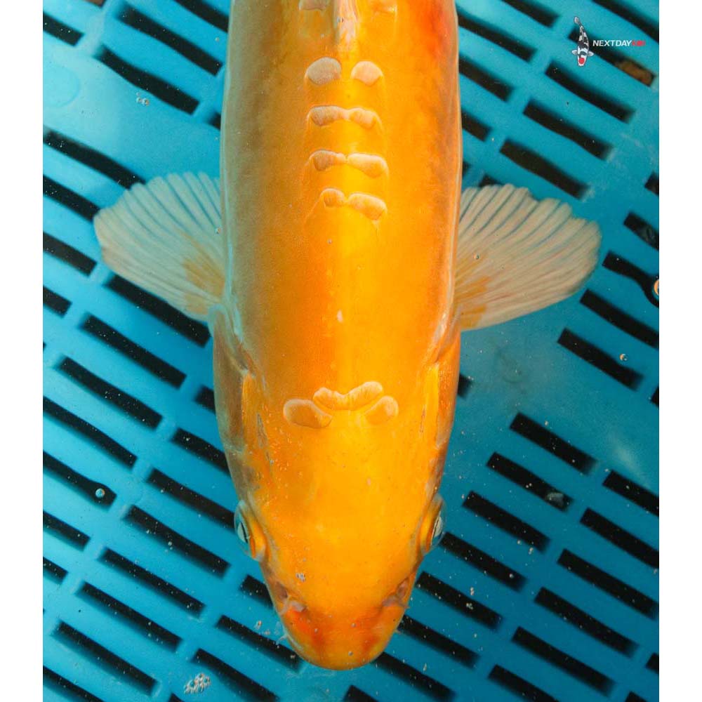 15” Imported Doitsu Orenji Ogon | Koi Fish For Sale