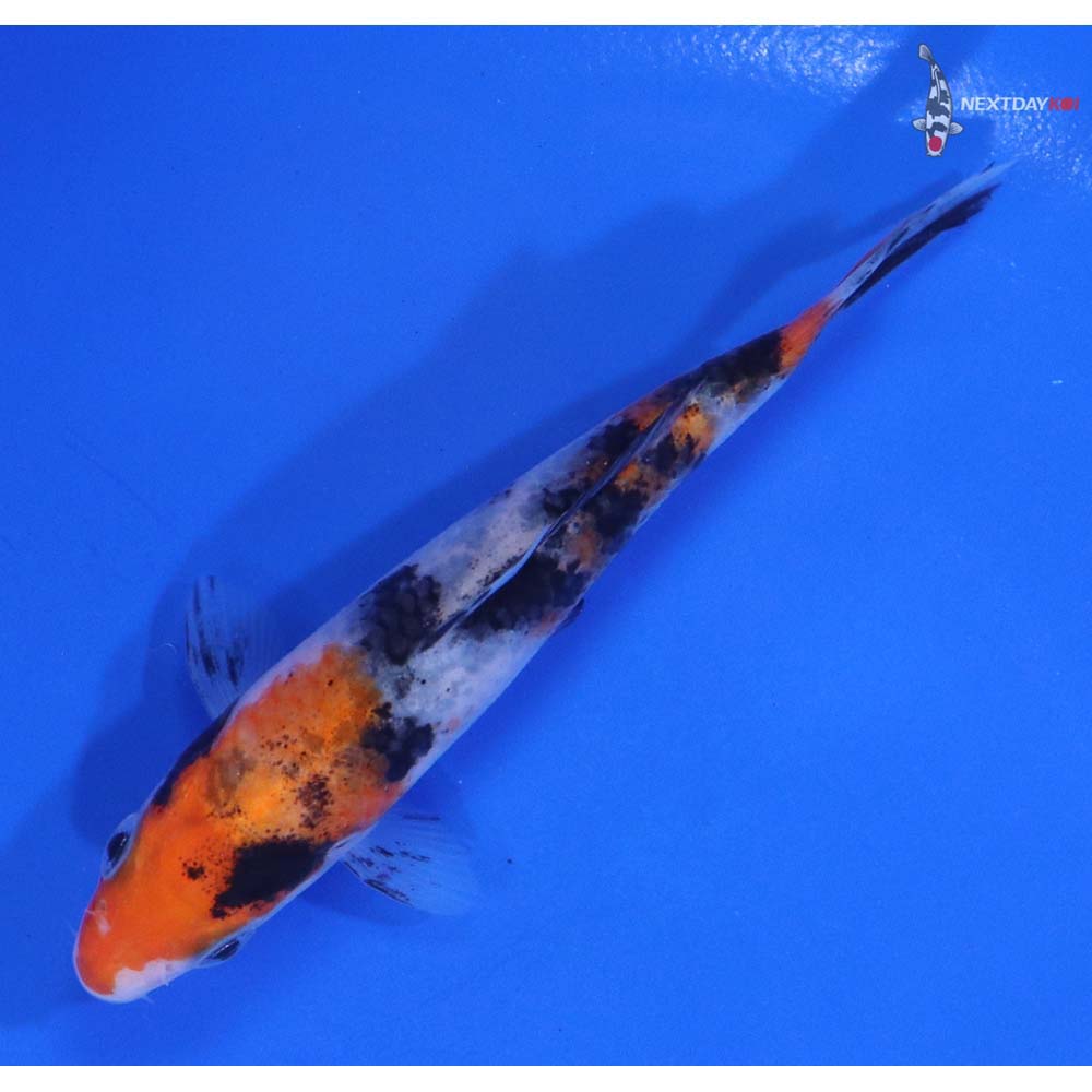 4” Imported Sanke | Koi Fish For Sale