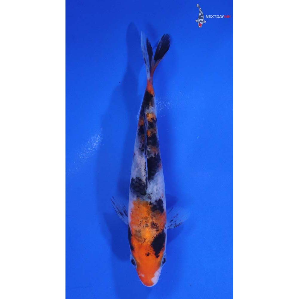 4” Imported Sanke | Koi Fish For Sale