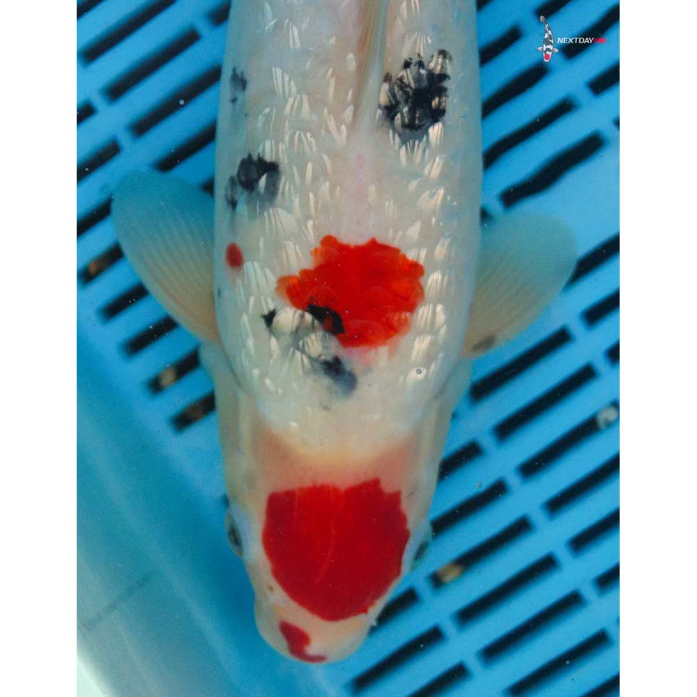 15” Imported Gin Rin Maruten Sanke | Koi Fish For Sale