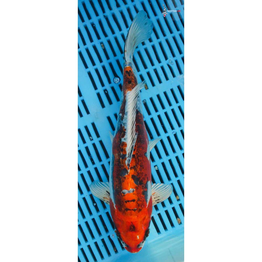 14” Imported Kin Kikokuryu | Koi Fish For Sale