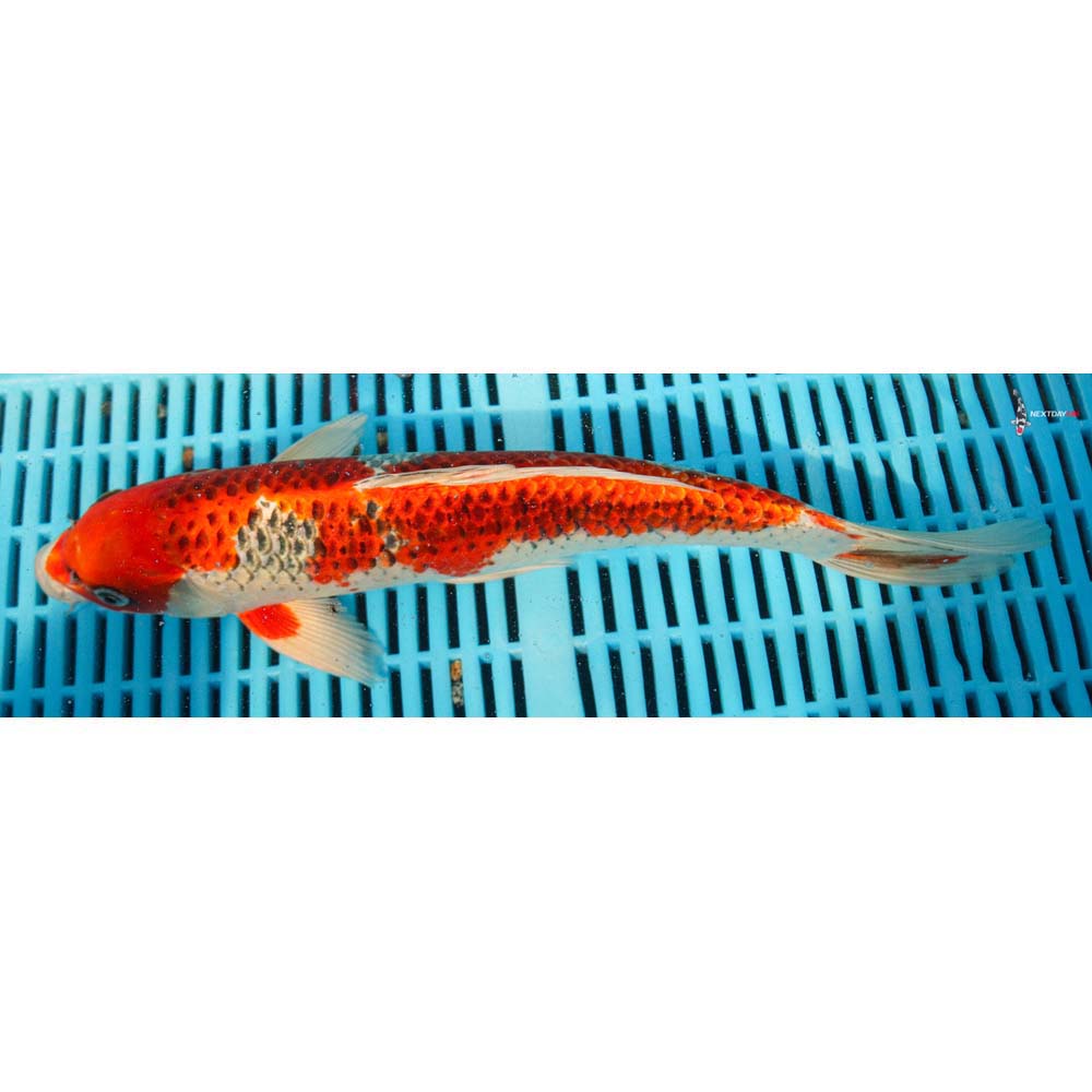 14” Imported Kujaku | Koi Fish For Sale