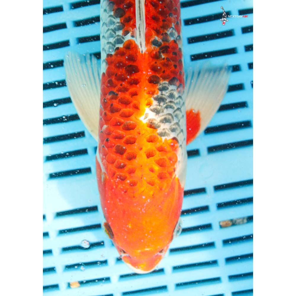14” Imported Kujaku | Koi Fish For Sale