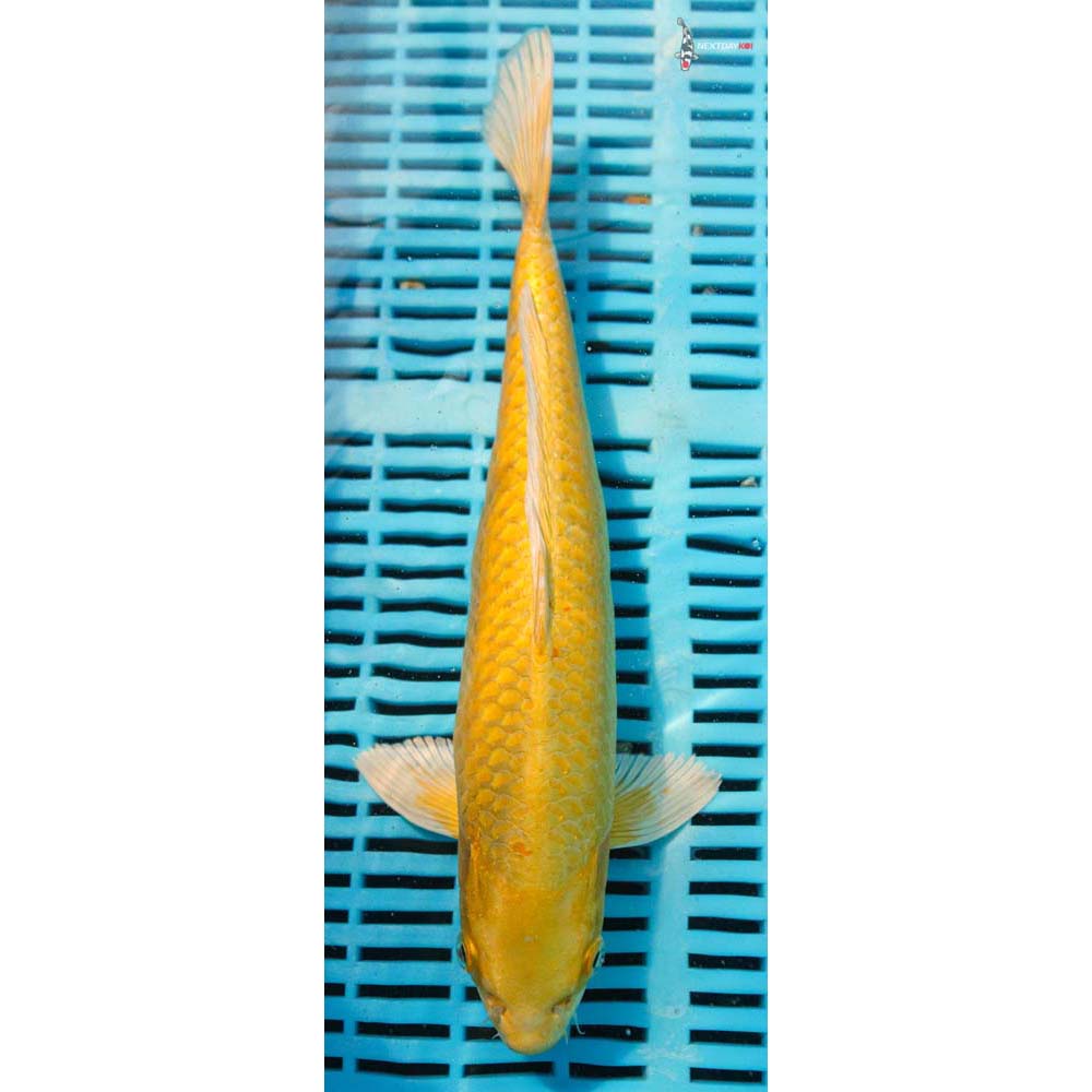 14” Imported Yamabuki Ogon | Koi Fish For Sale