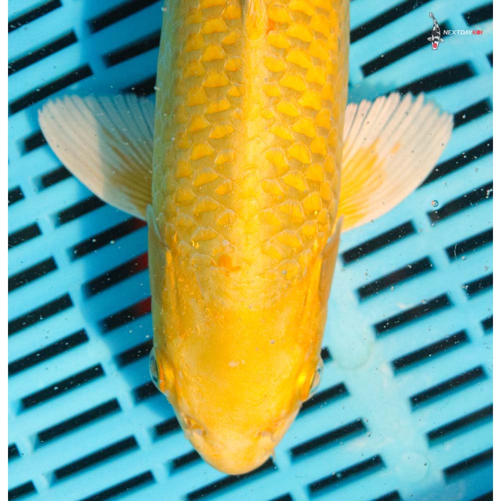 14” Imported Yamabuki Ogon | Koi Fish For Sale