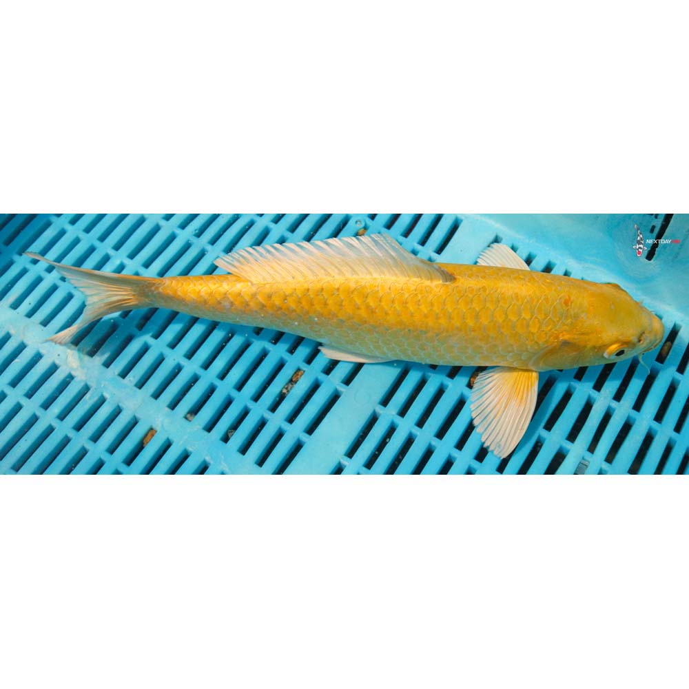 14” Imported Yamabuki Ogon | Koi Fish For Sale
