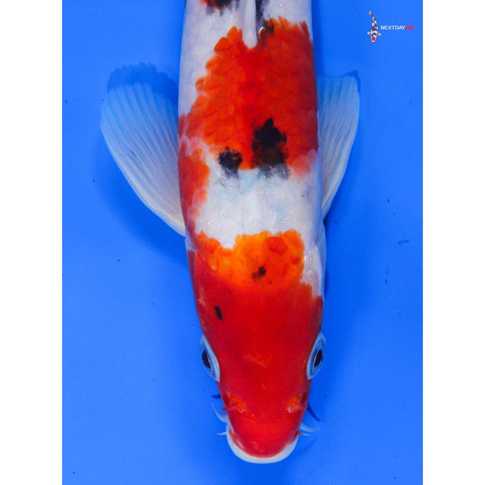 10.5” Imported Male Sanke | Koi Fish For Sale