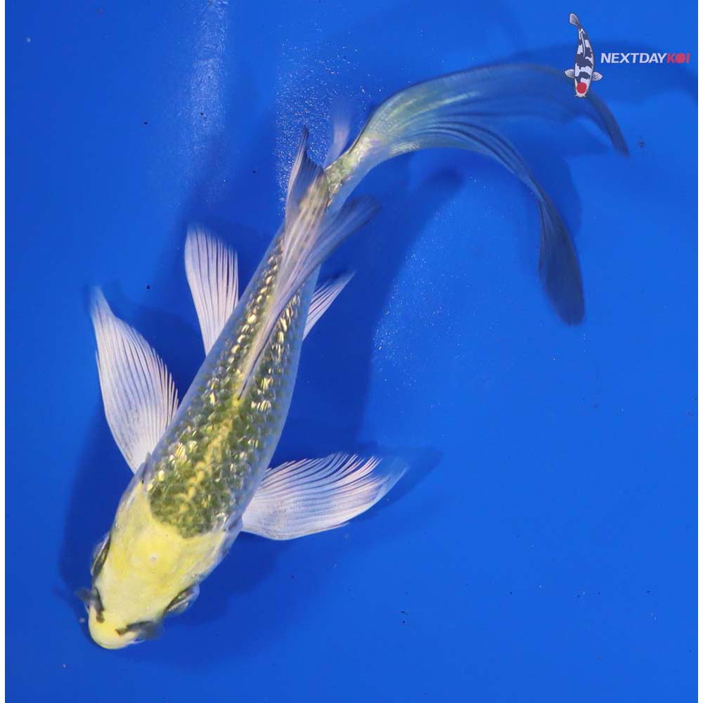 Koi Fish For Sale | Next Day Koi