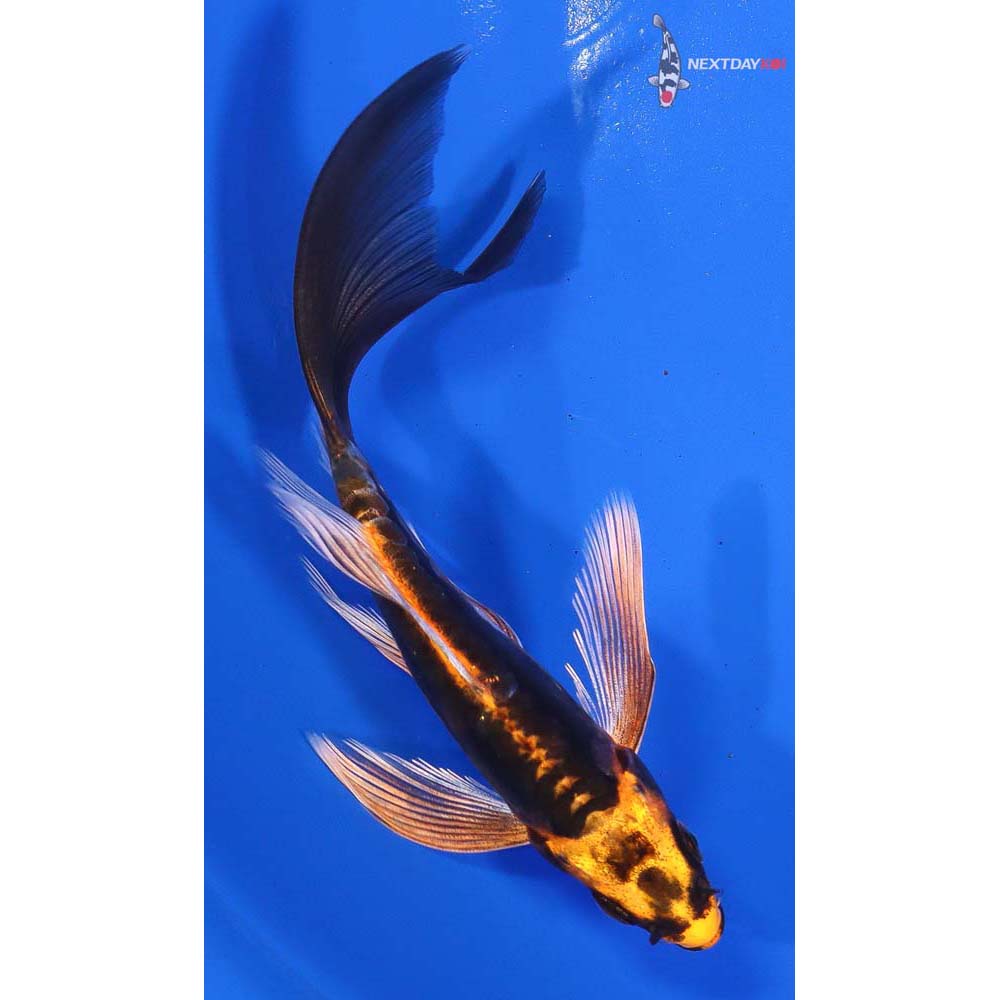 Koi Fish For Sale | Next Day Koi