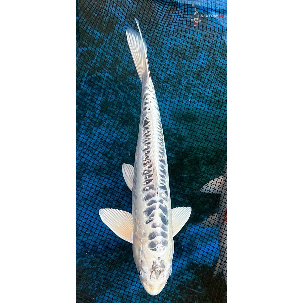17” Doitsu Gin Matsuba | Koi Fish For Sale