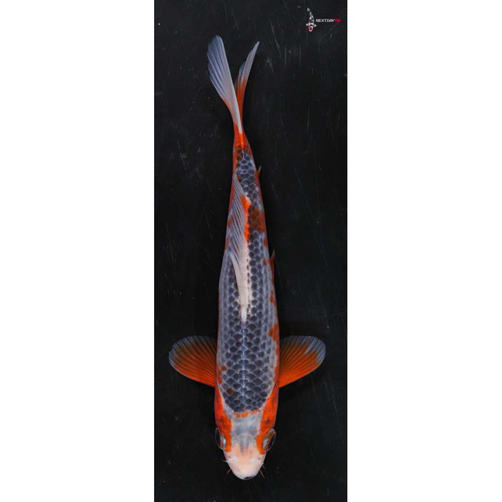 7 “Imported Asagi | Koi Fish For Sale