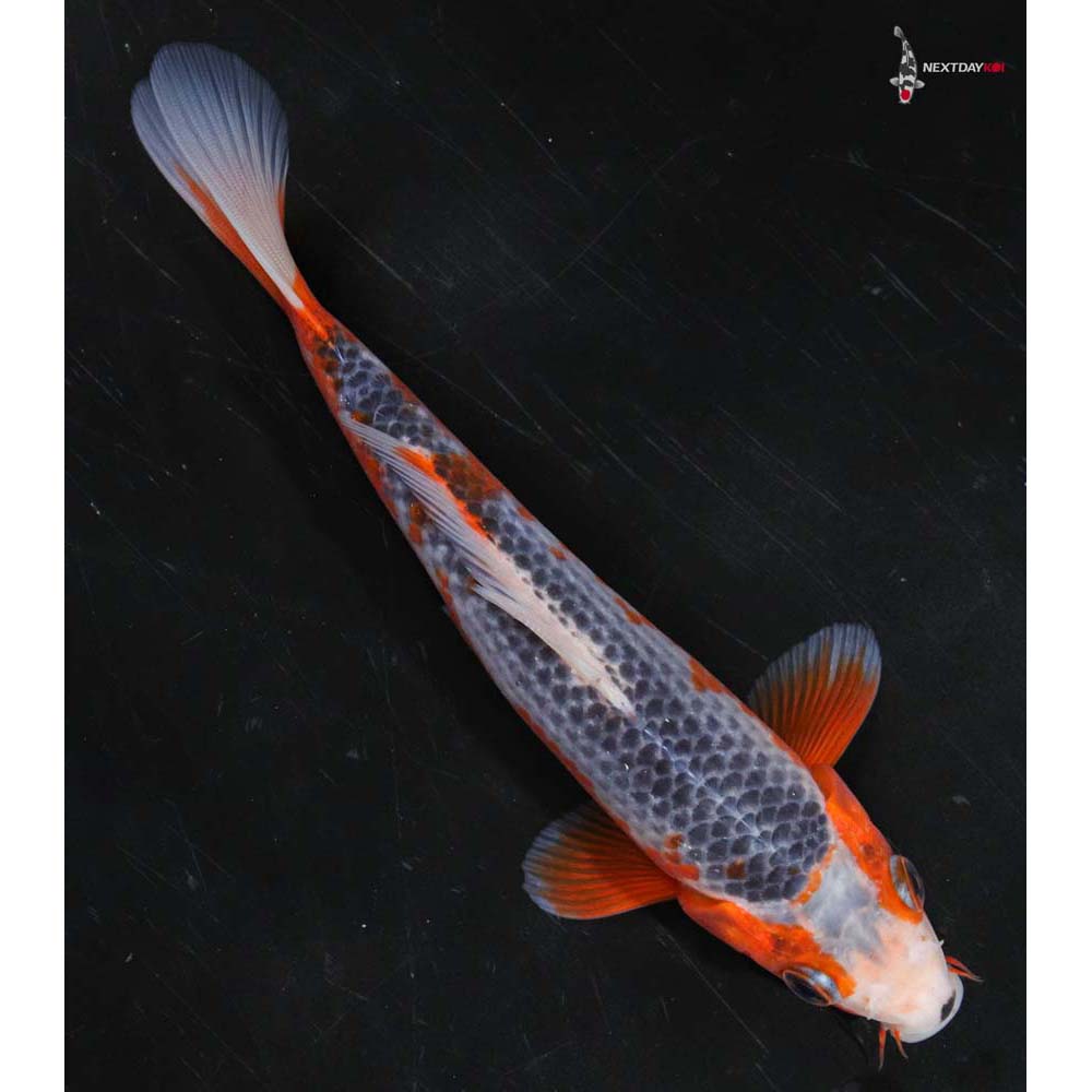 7 “Imported Asagi | Koi Fish For Sale