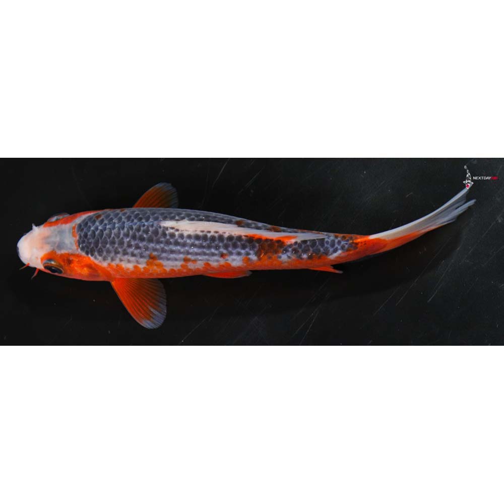 7 “Imported Asagi | Koi Fish For Sale