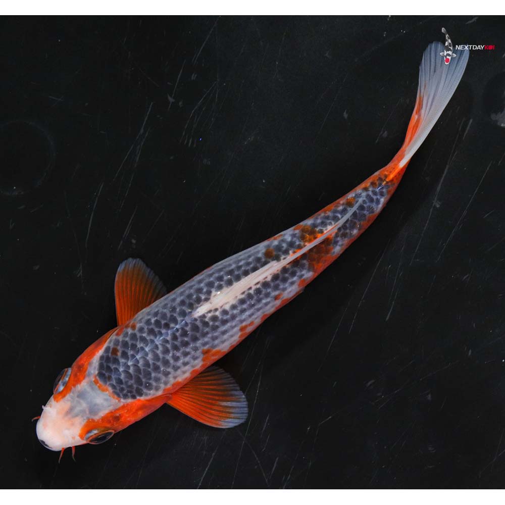 7 “Imported Asagi | Koi Fish For Sale