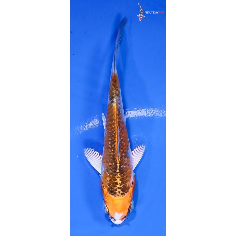 4” Imported Kujaku | Koi Fish For Sale