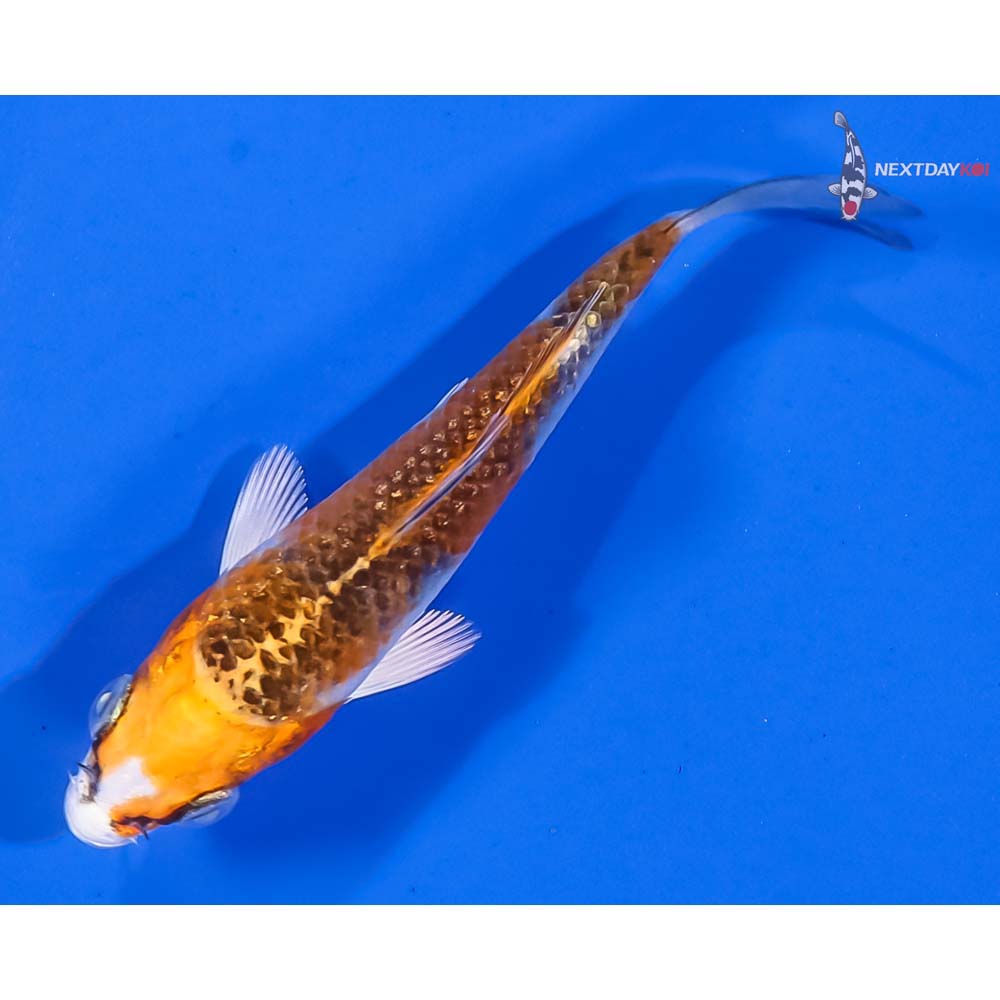 4” Imported Kujaku | Koi Fish For Sale