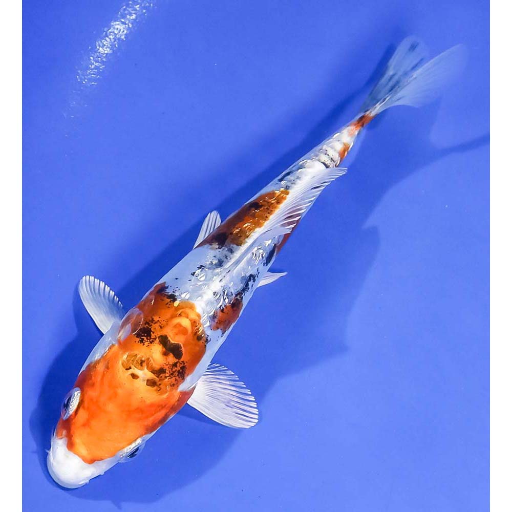 5.5” Gin Rin Heisei Nishiki | Koi Fish For Sale
