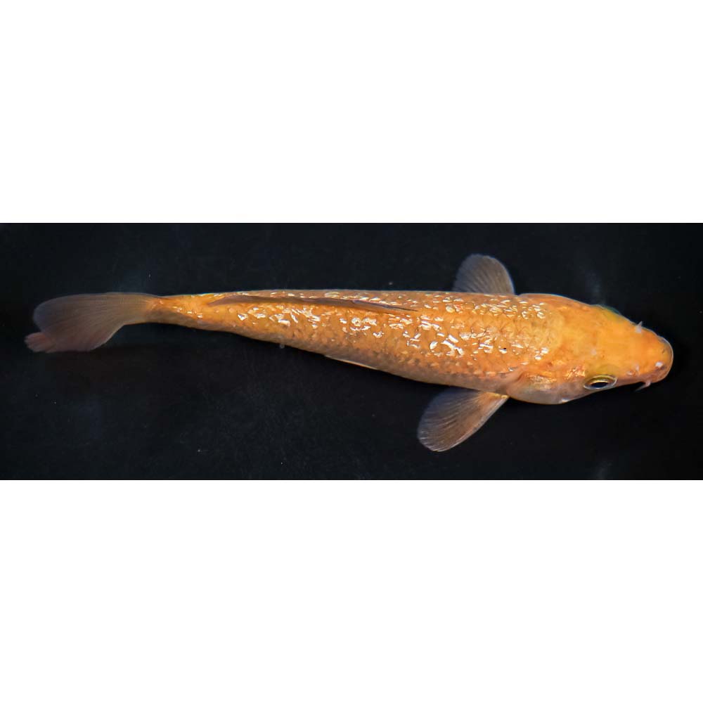 6” Gin Rin Chagoi | Koi Fish For Sale