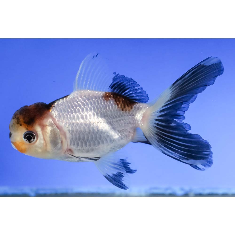 4” Imported Tri Color Panda Oranda | Koi Fish For Sale