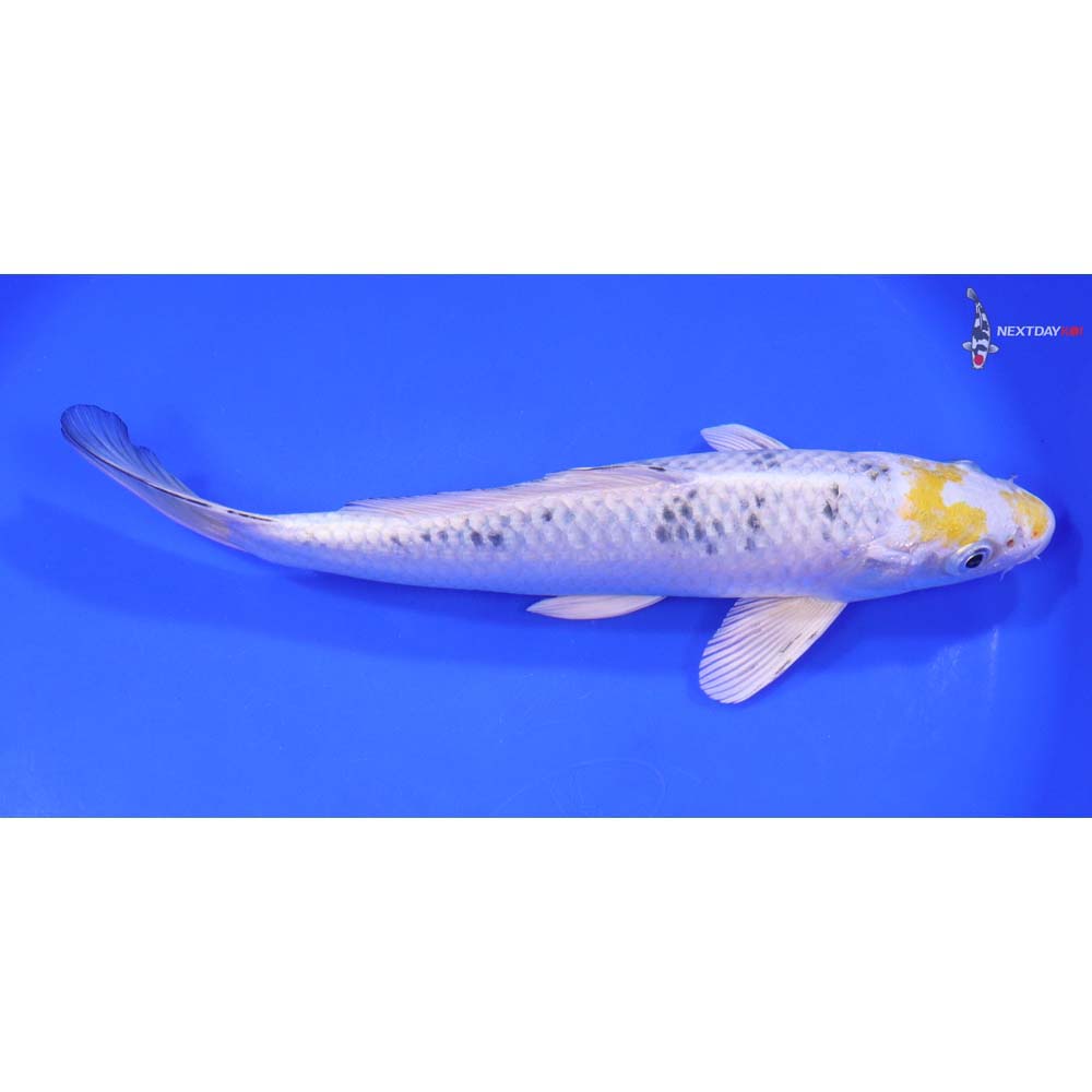 9” Imported Yamato Nishiki | Koi Fish For Sale