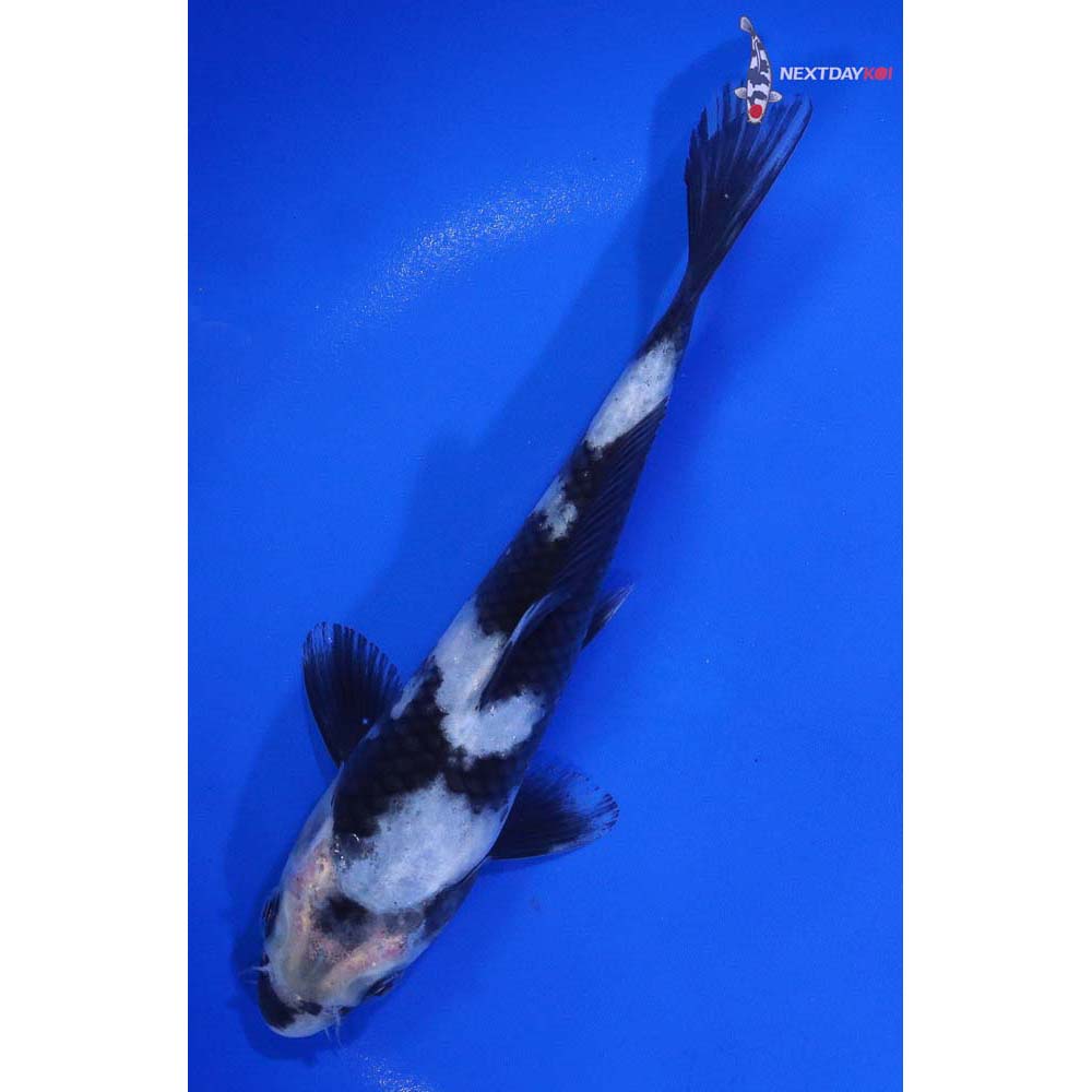6” Shiro Utsuri | Koi Fish For Sale