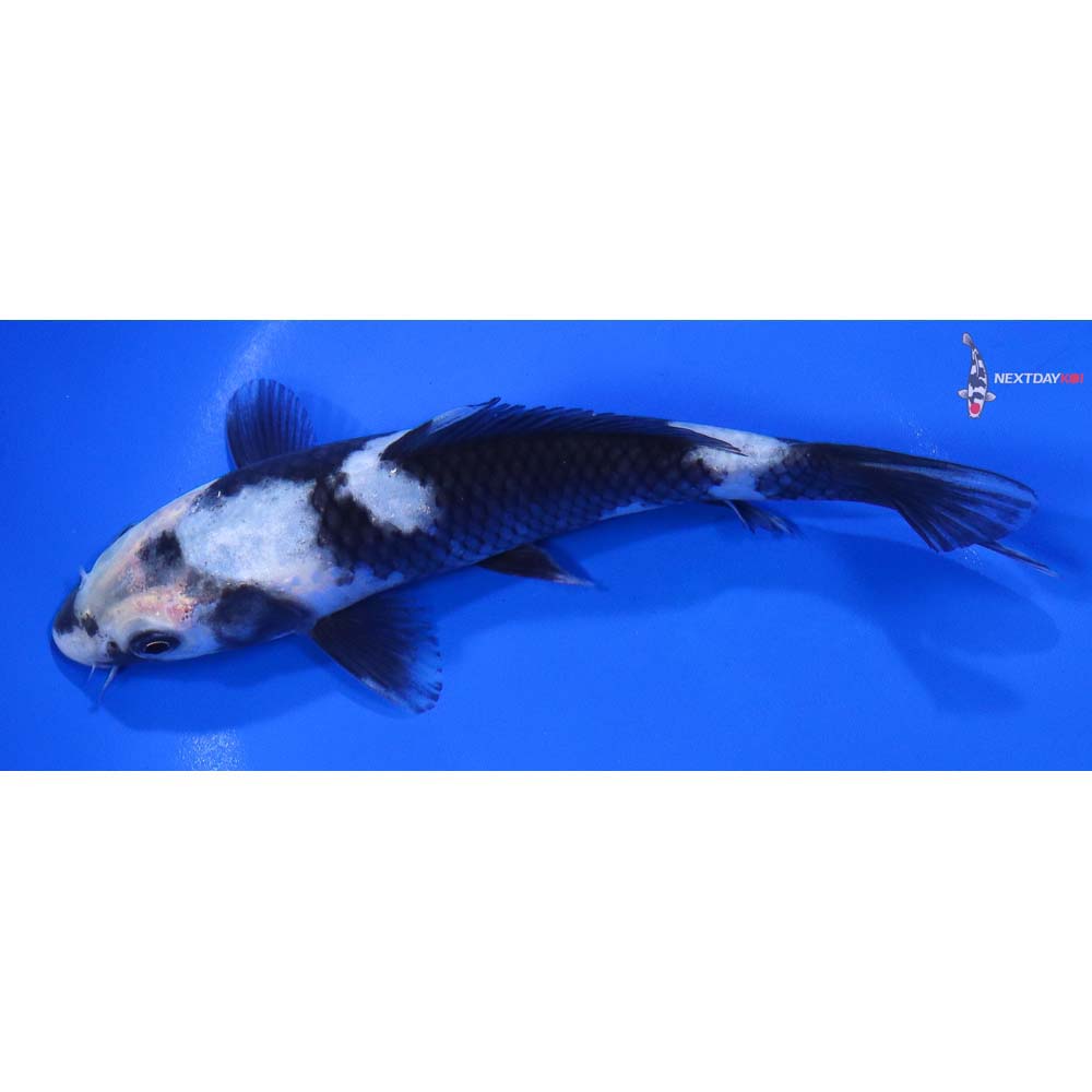 6” Shiro Utsuri | Koi Fish For Sale