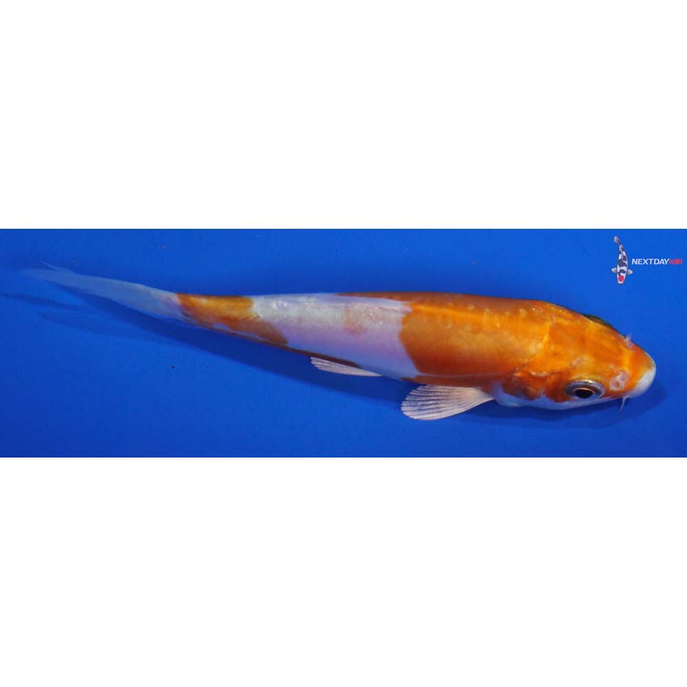 4” Imported Kikusui | Koi Fish For Sale
