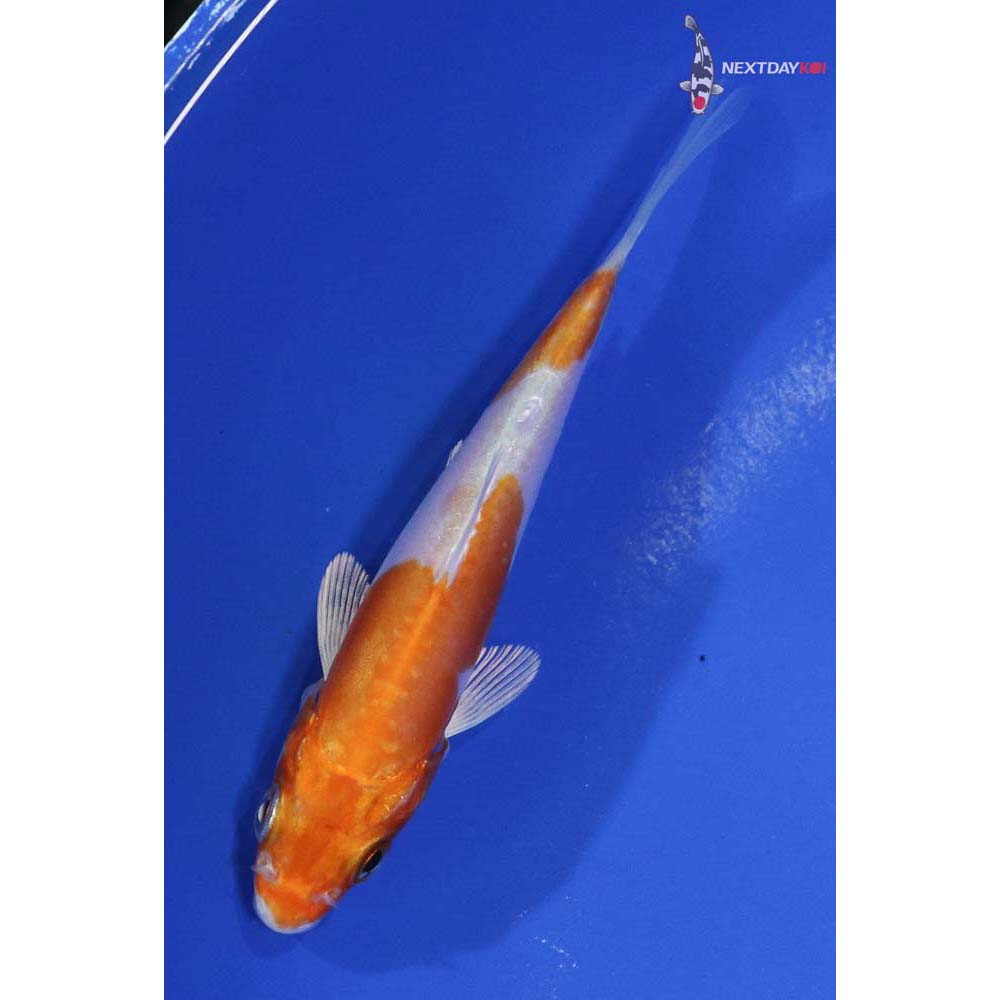 4” Imported Kikusui | Koi Fish For Sale
