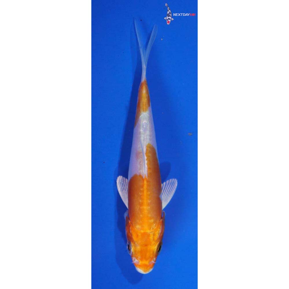 4” Imported Kikusui | Koi Fish For Sale
